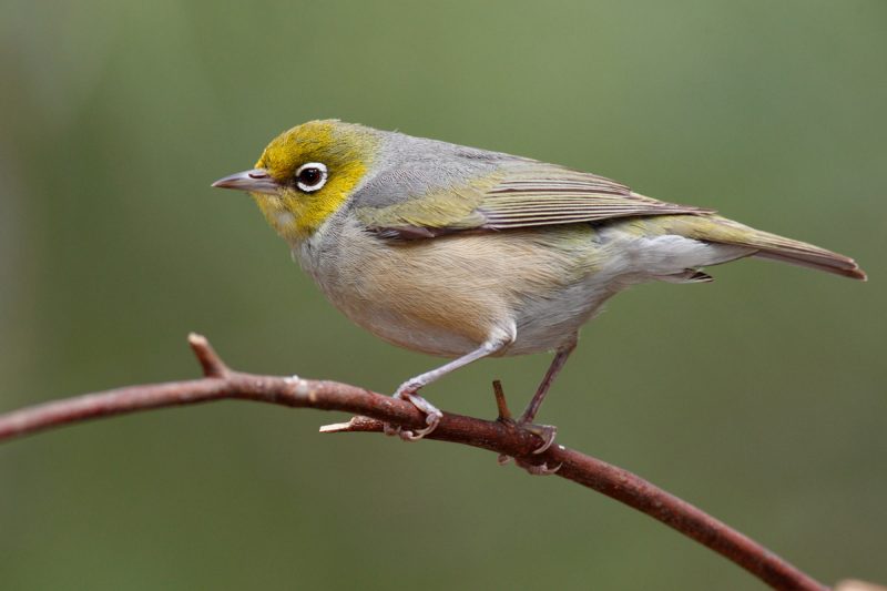 Silver Eye (Waxeye) - Puketi Forest Trust, Northland, New Zealand.