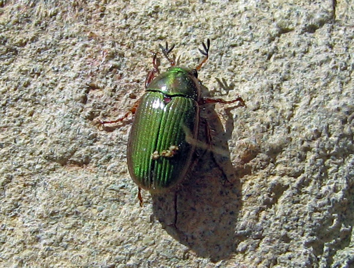 Manuka Chafer Beetle - Puketi Forest Trust, Northland, New Zealand.