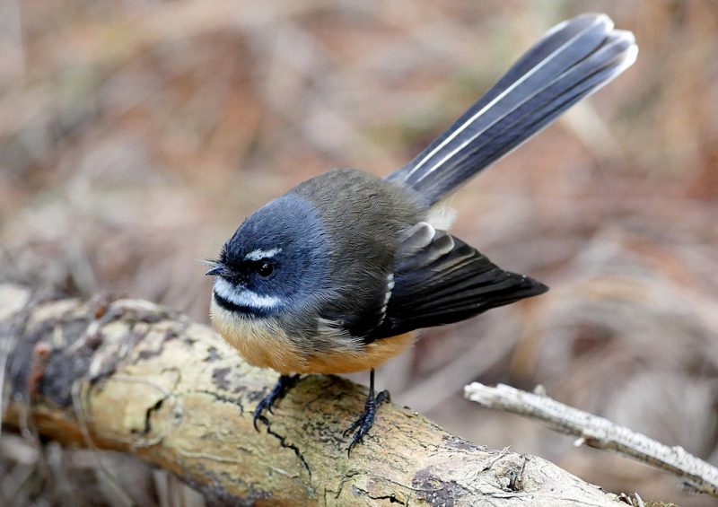 Fantail - Puketi Forest Trust, Northland, New Zealand.