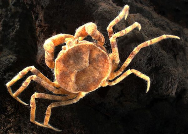 Freshwater Crab - Puketi Forest Trust, Northland, New Zealand.
