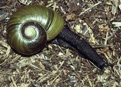 Pupurangi – (Kauri Snail) - Puketi Forest Trust, Northland, New Zealand.