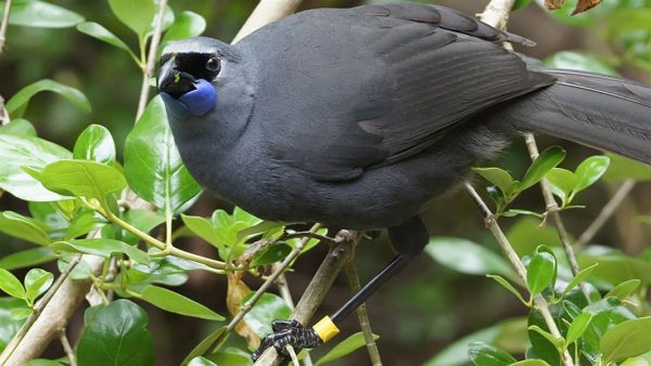 North Island Kokako - Puketi Forest Trust, Northland, New Zealand.