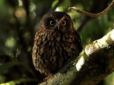 Ruru – (Morepork) - Puketi Forest Trust, Northland, New Zealand.