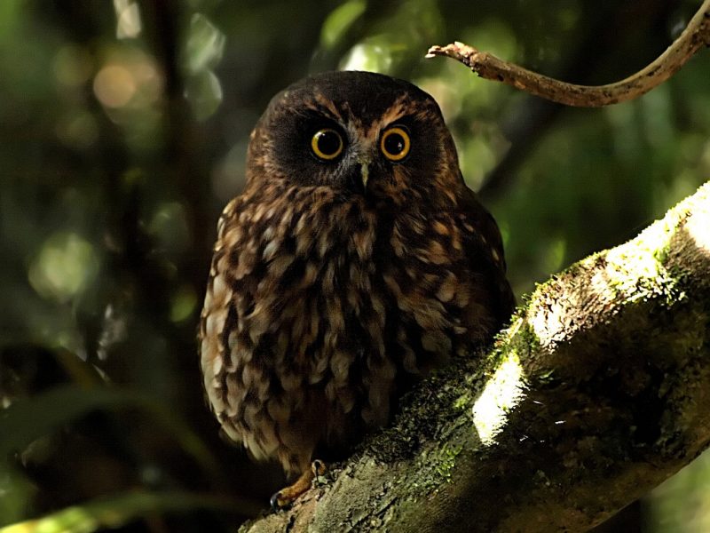 Ruru – (Morepork) - Puketi Forest Trust, Northland, New Zealand.