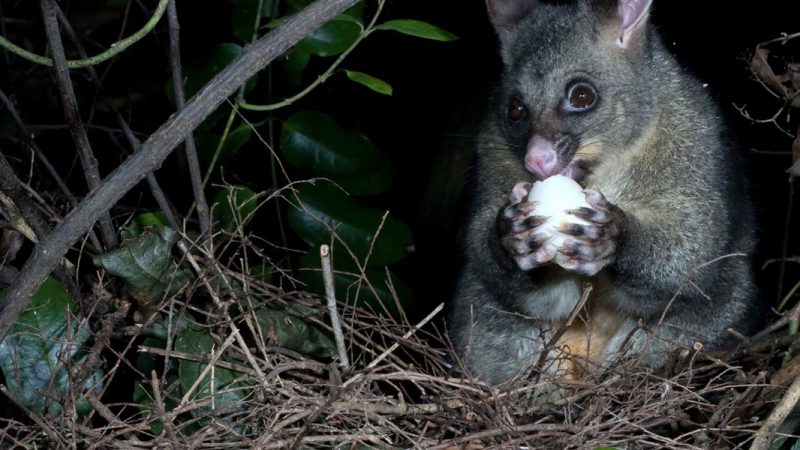 Possum - Puketi Forest Trust, Northland, New Zealand.