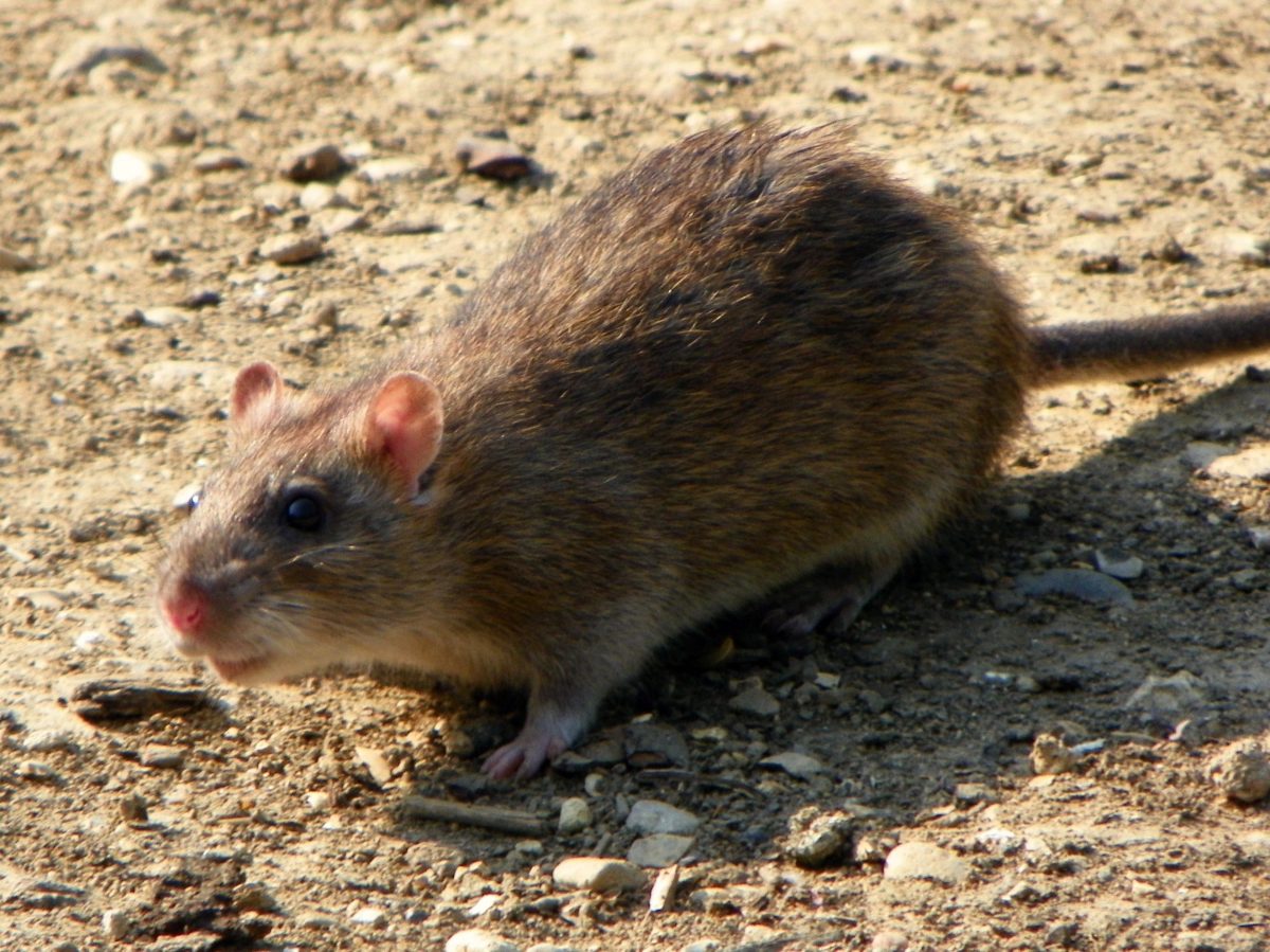 Rats - Puketi Forest Trust, Northland, New Zealand.