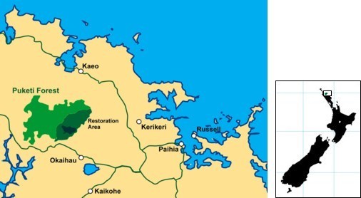 Puketi Forest Restoration - Puketi Forest Trust